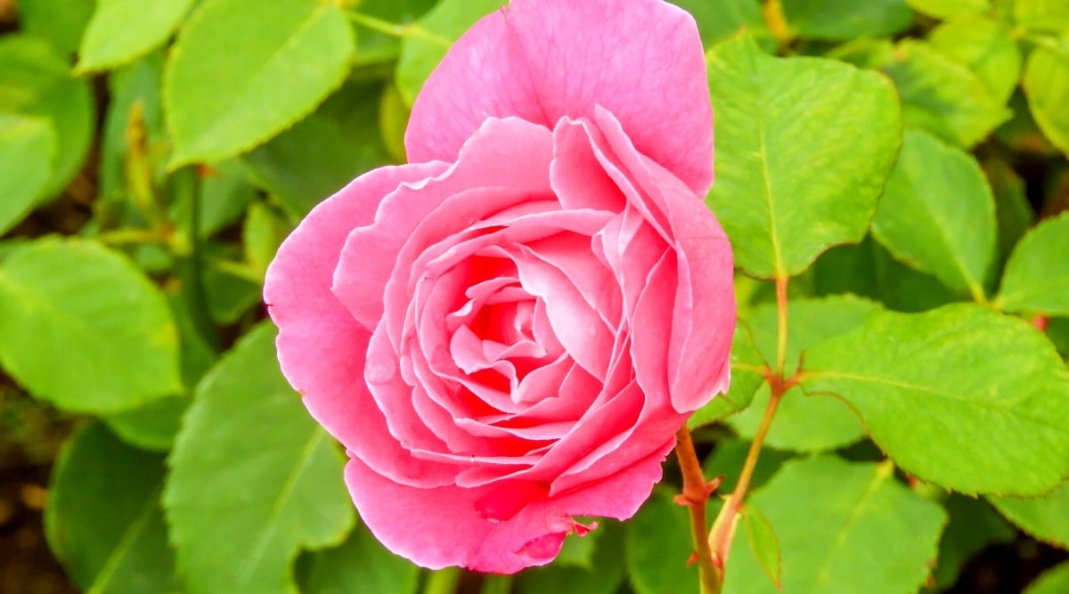 22 Popular Heirloom Roses to Grow This Season