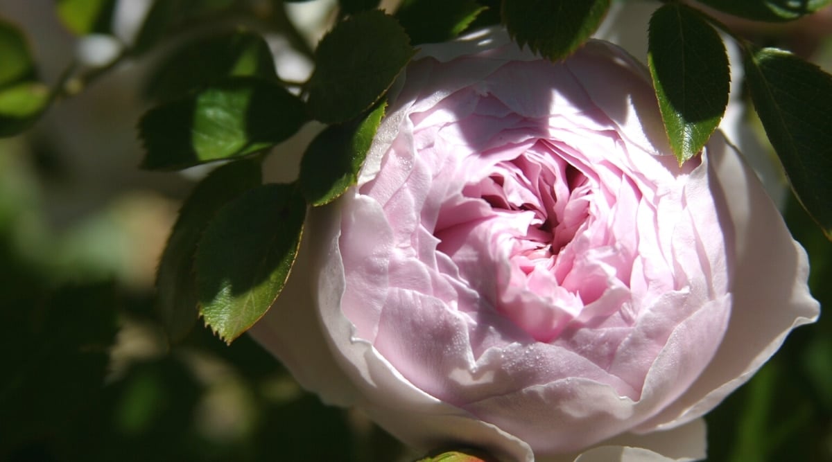 27 Stunning Pink Rose Varieties For Your Garden