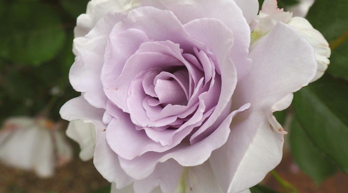 21 Beautiful White Rose Varieties to Grow This Season
