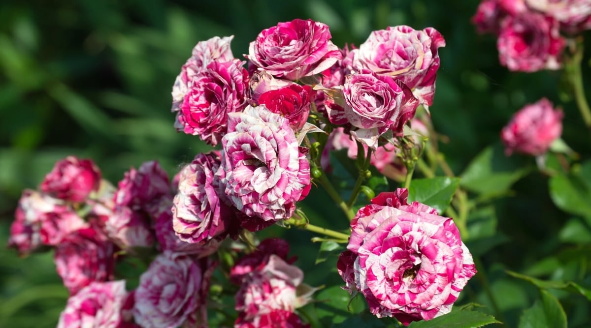 21 Roses Ideal for Creating a Hedge or Privacy Screen