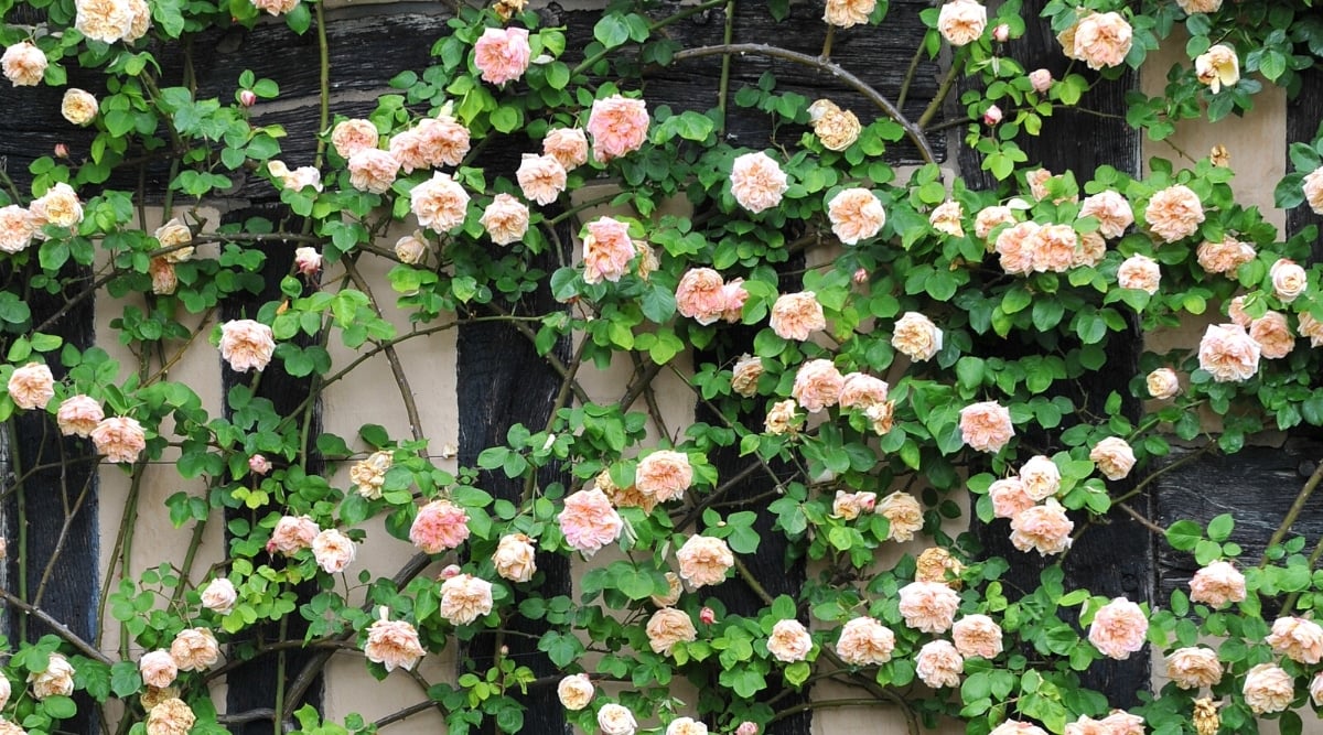 31 Beautiful Climbing Roses for Trellises and Arbors