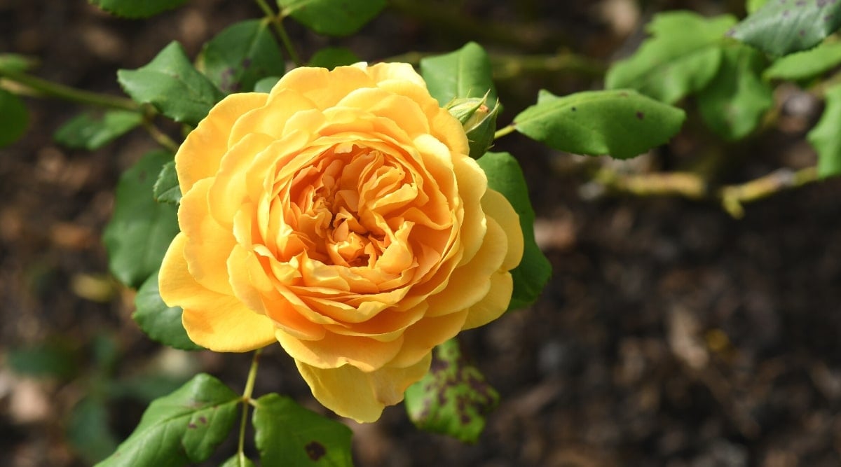 17 Yellow Rose Varieties to Brighten Your Garden