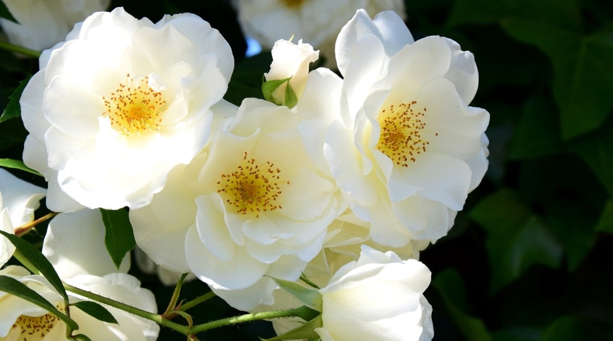 27 Different Types of Thornless Roses For Your Garden