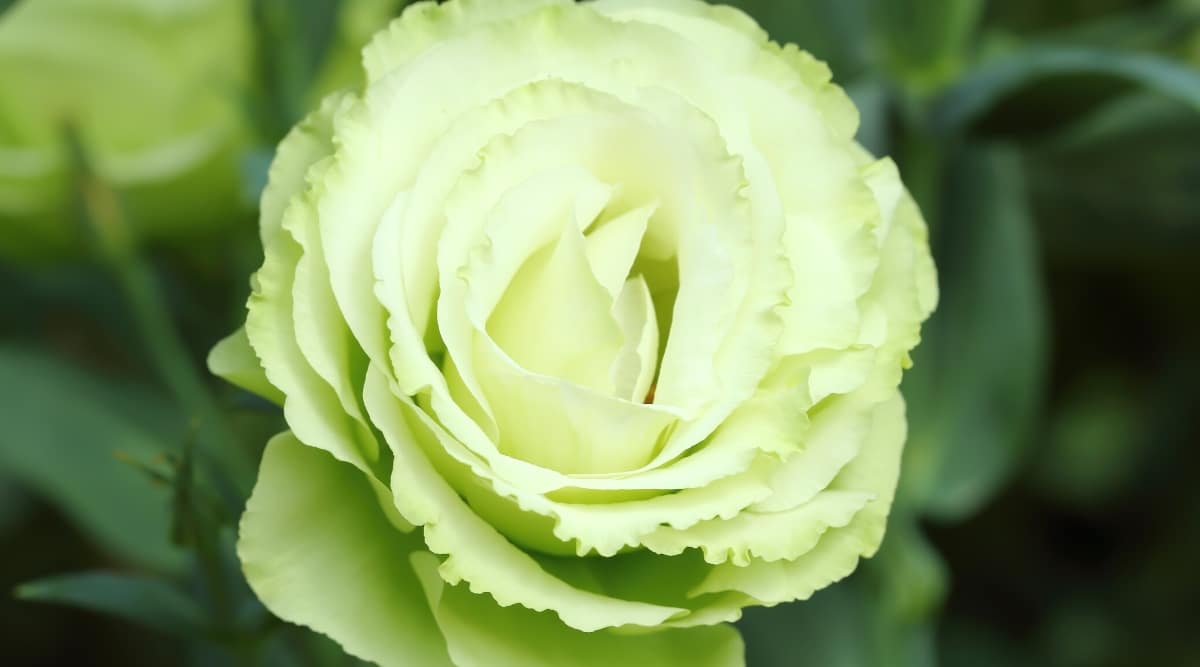 15 Multicolored Roses to Brighten Up Your Garden