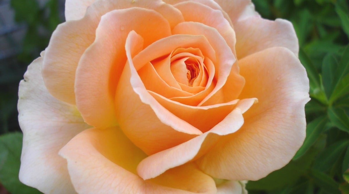 27 Different Types of Thornless Roses For Your Garden