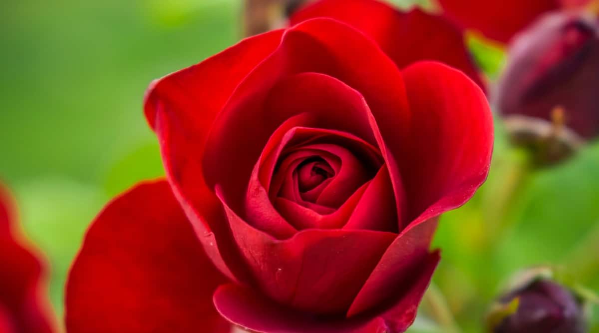 27 Different Types of Thornless Roses For Your Garden