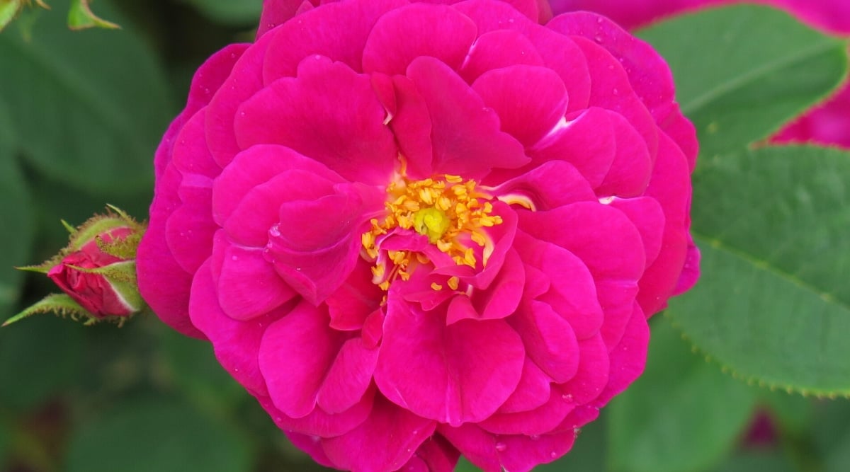 17 Unusual Roses For Unique Garden Appeal