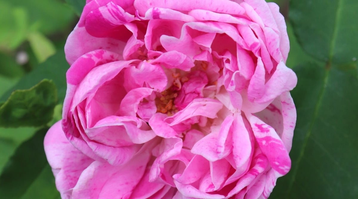 27 Stunning Pink Rose Varieties For Your Garden