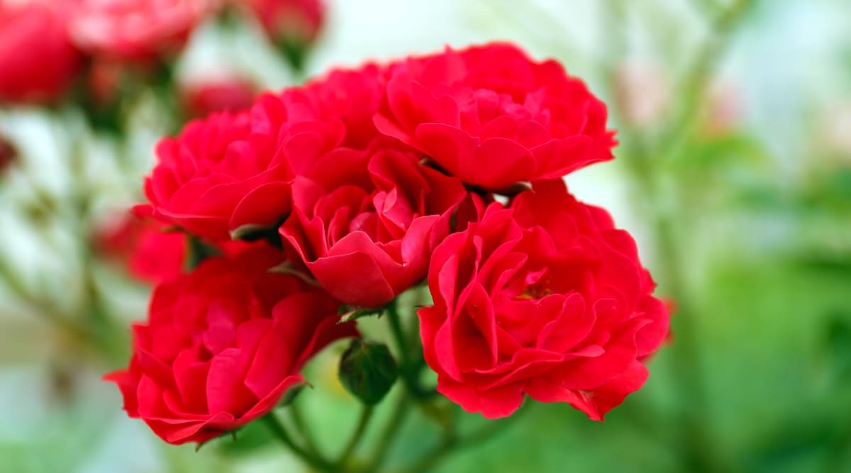 21 Roses That Will Flourish in Northern Climate Gardens
