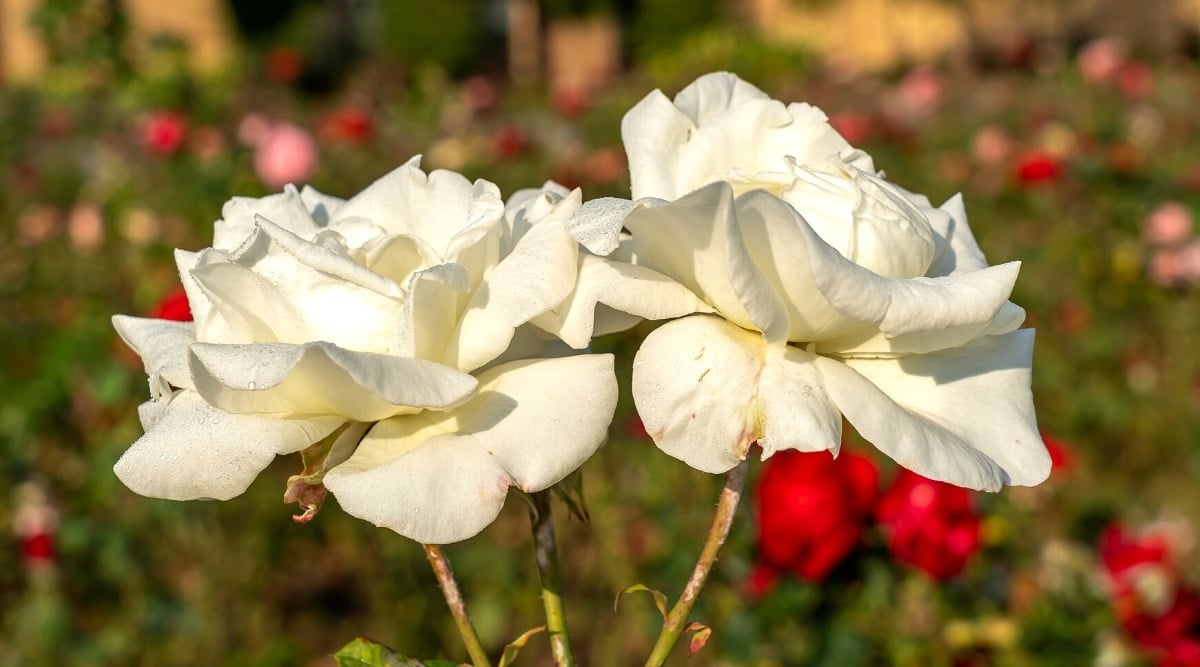 21 Beautiful White Rose Varieties to Grow This Season