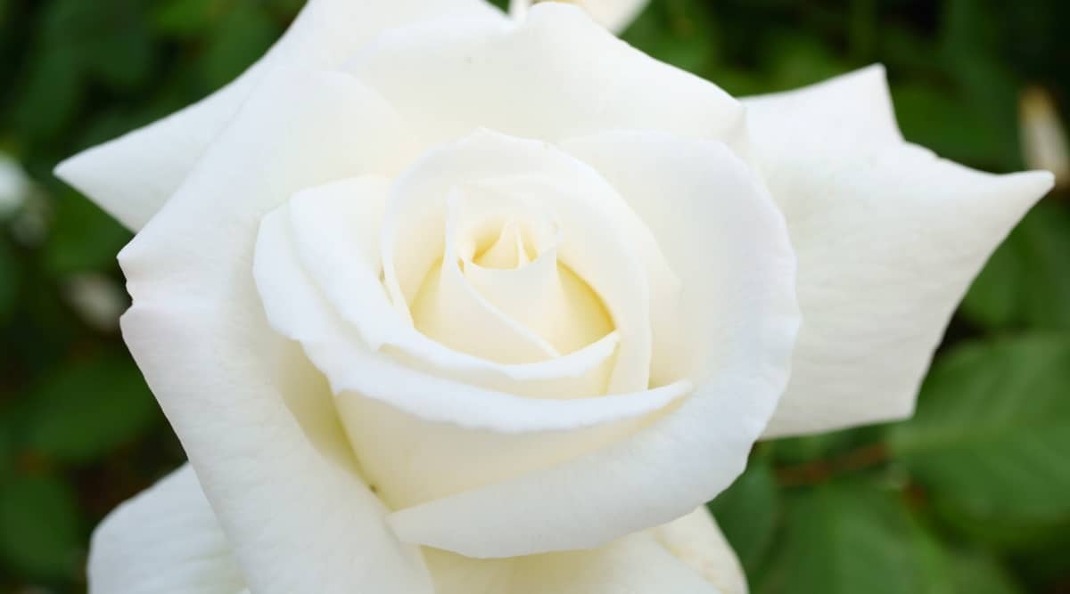 21 Beautiful White Rose Varieties to Grow This Season