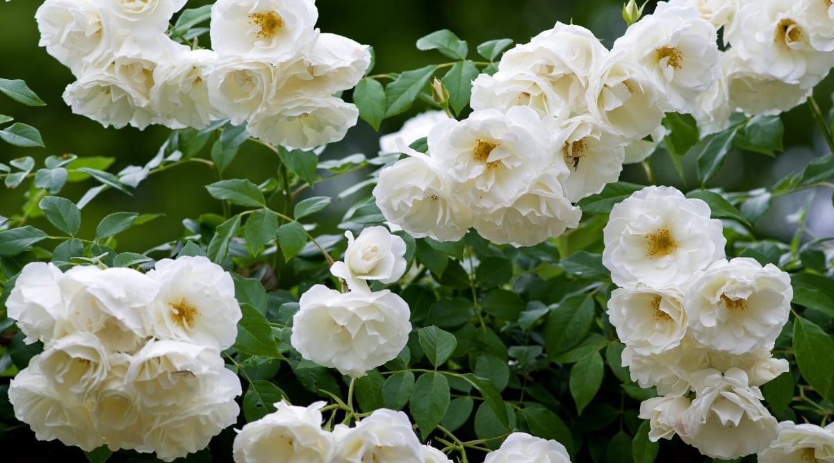 21 Beautiful White Rose Varieties to Grow This Season