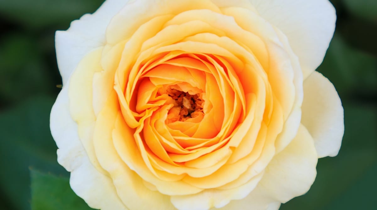 17 Yellow Rose Varieties to Brighten Your Garden