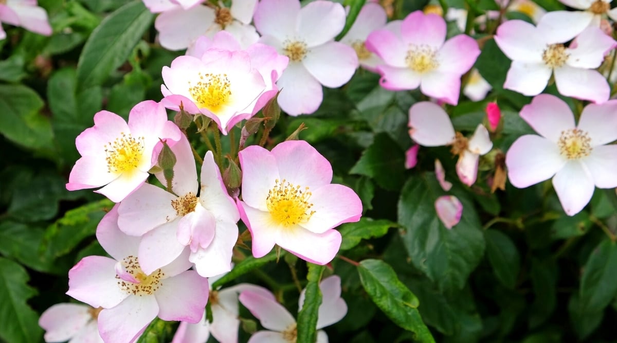 33 Beautiful Roses That Thrive in the Shade