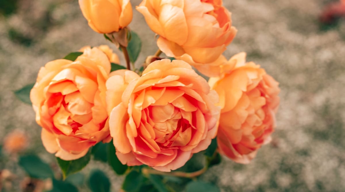 How to Plant, Grow and Care For Roses