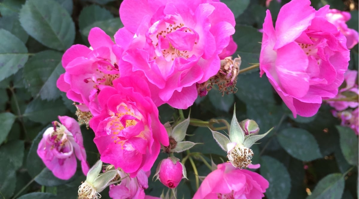 17 Different Varieties of Winter Hardy Roses For Cold Climates
