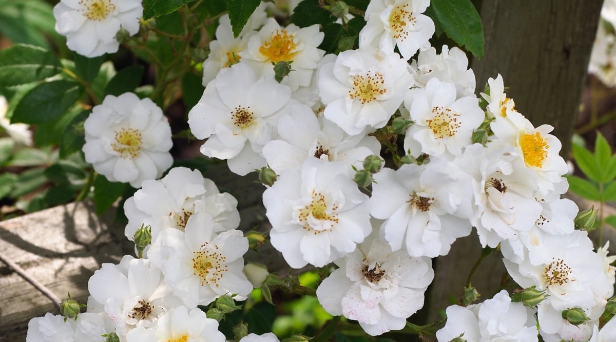 27 Different Types of Thornless Roses For Your Garden