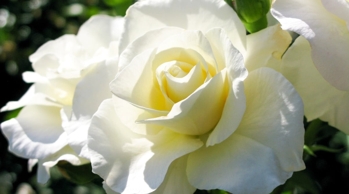 21 Beautiful White Rose Varieties to Grow This Season