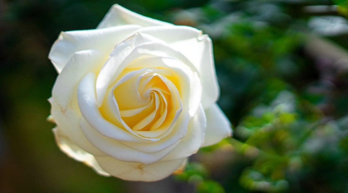 21 Beautiful White Rose Varieties to Grow This Season