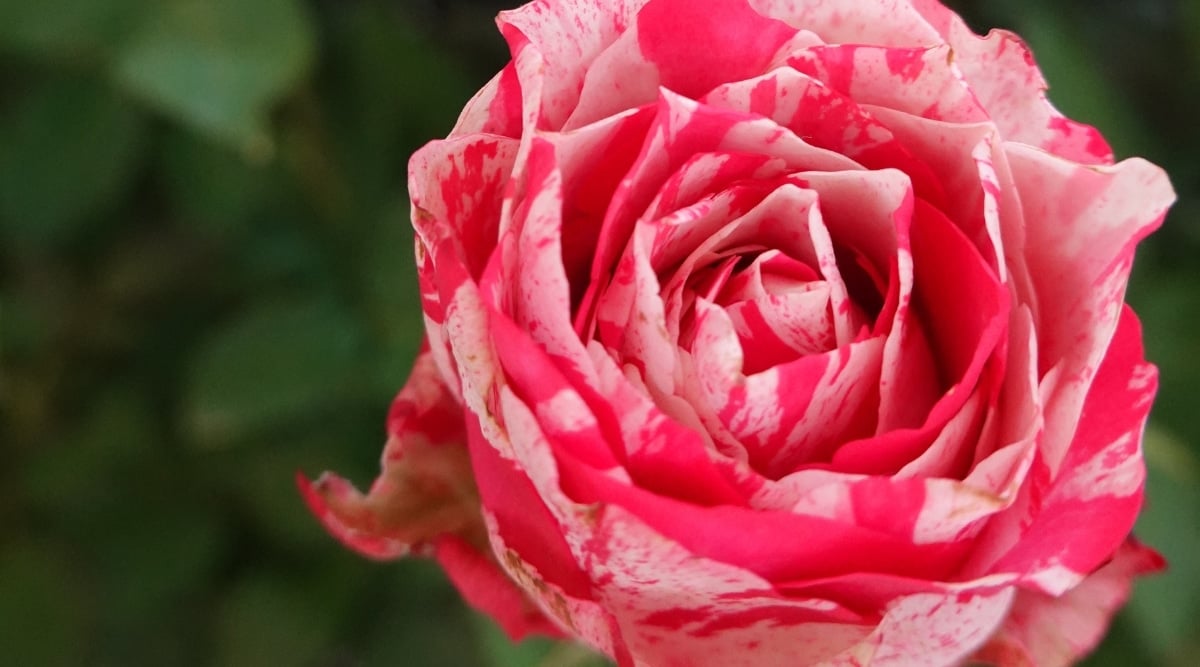 27 Different Types of Thornless Roses For Your Garden