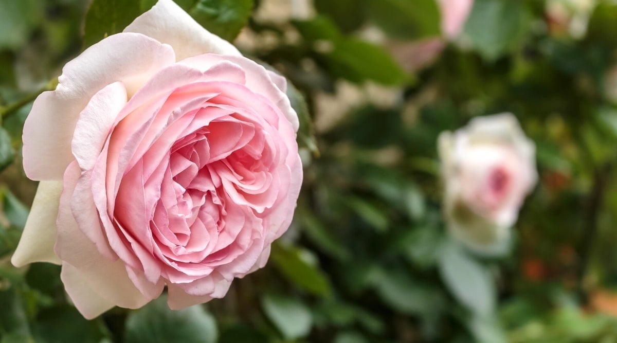 27 Stunning Pink Rose Varieties For Your Garden