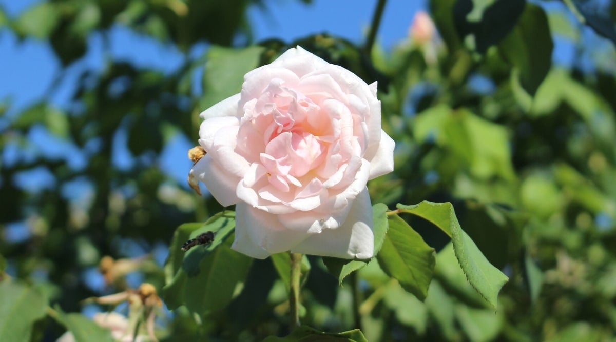 21 Neutral Colored Roses You Can Grow This Season