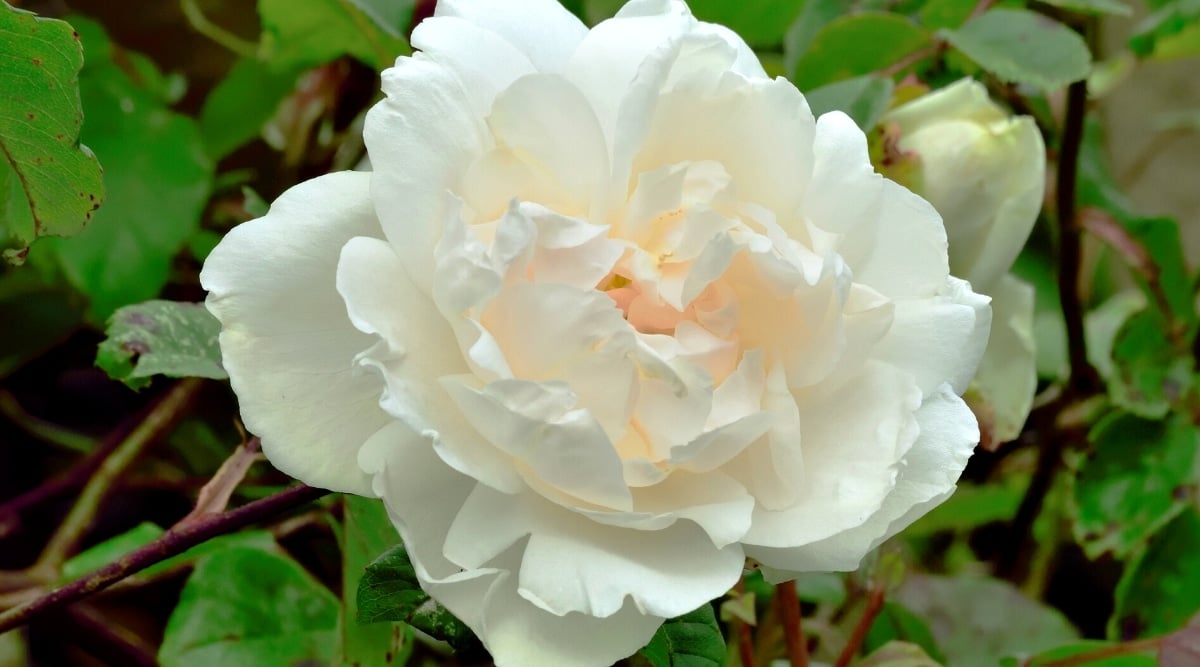 31 Beautiful Climbing Roses for Trellises and Arbors