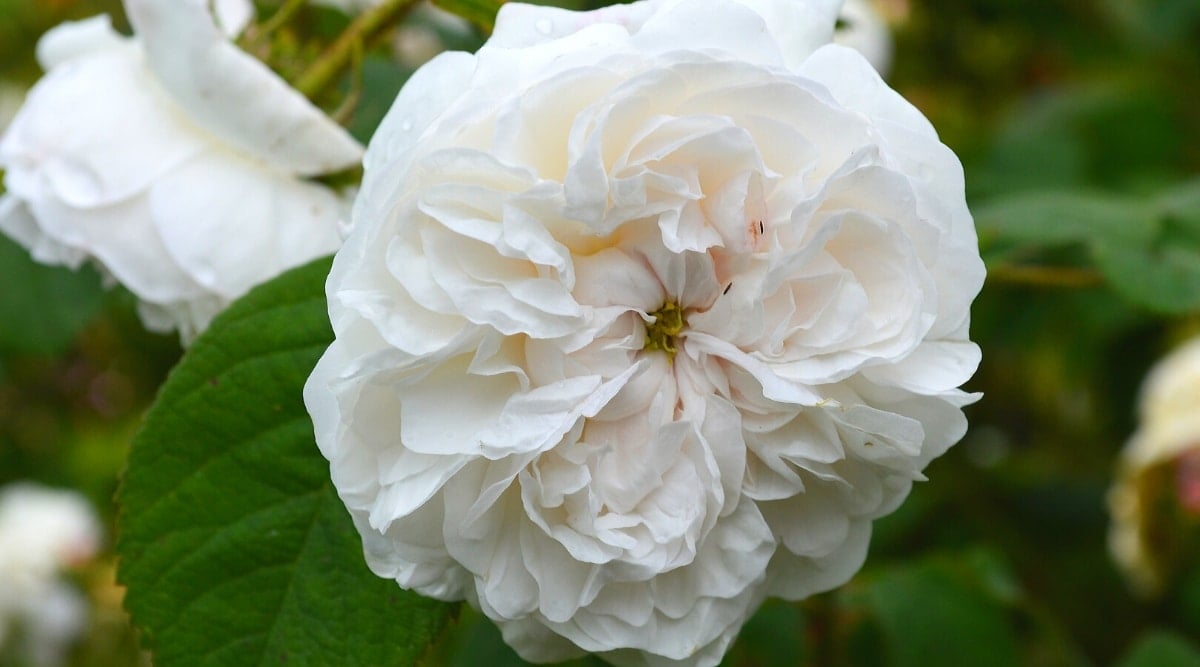 21 Beautiful White Rose Varieties to Grow This Season