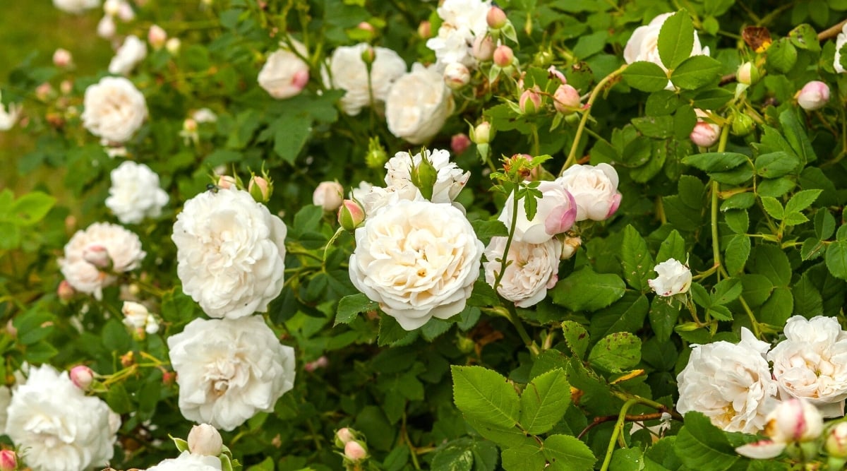 33 Beautiful Roses That Thrive in the Shade