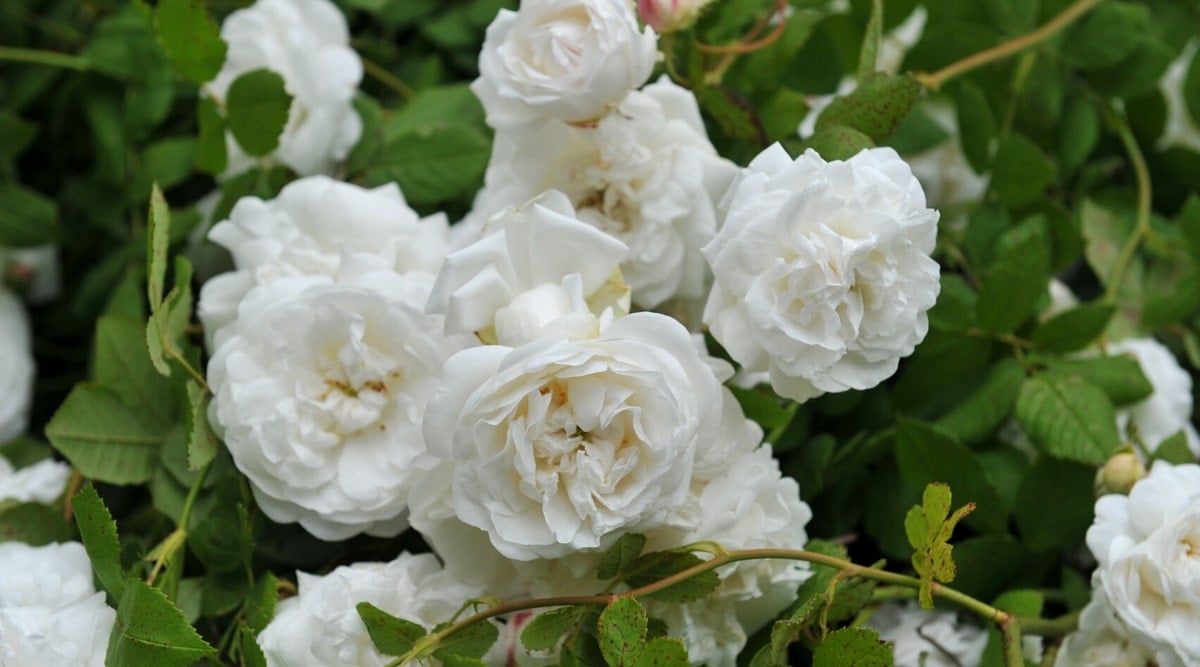 22 Popular Heirloom Roses to Grow This Season