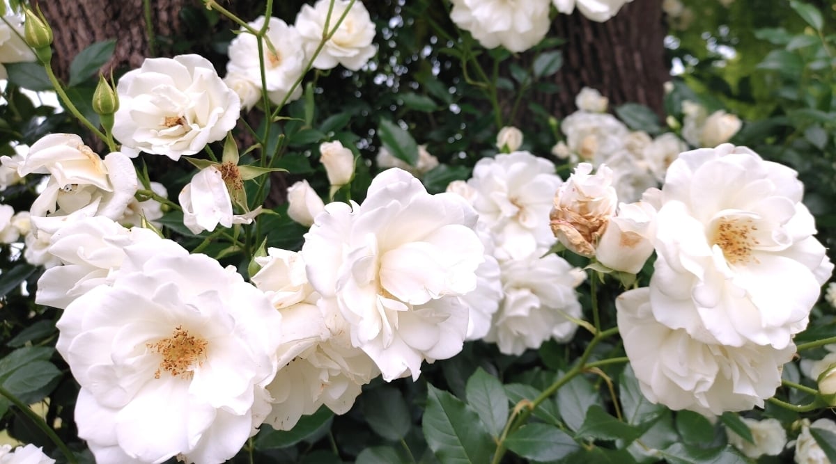 27 Different Types of Thornless Roses For Your Garden
