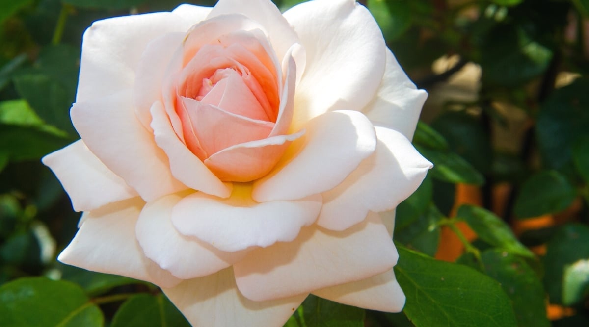 15 Roses With Large Blooming Flowers