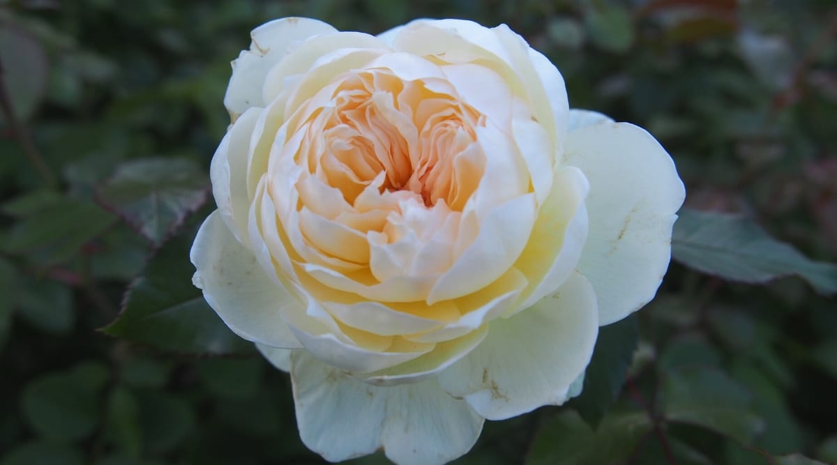 21 Beautiful White Rose Varieties to Grow This Season