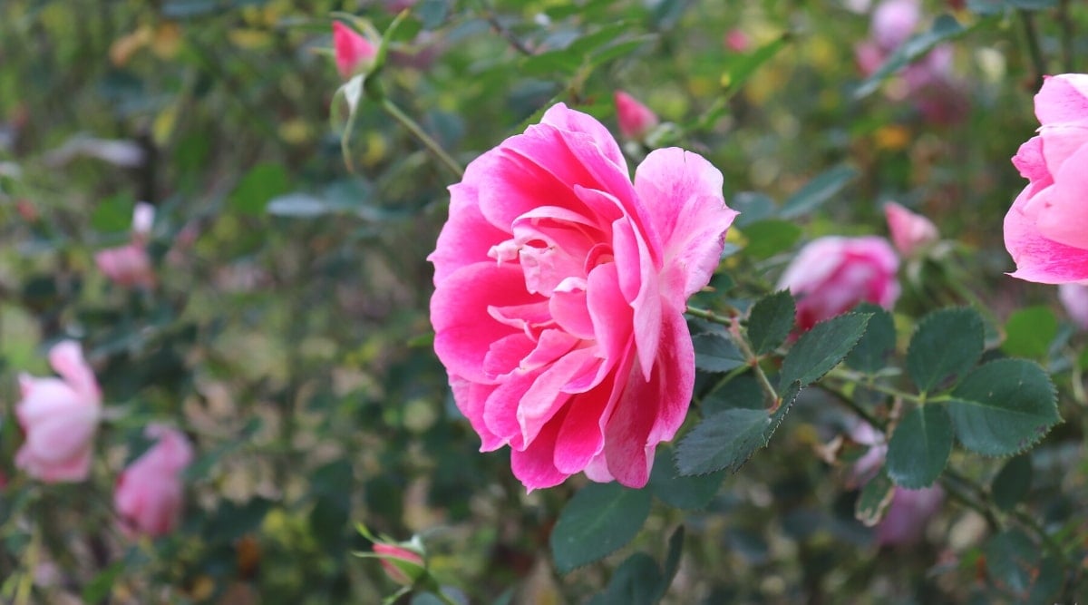27 Stunning Pink Rose Varieties For Your Garden