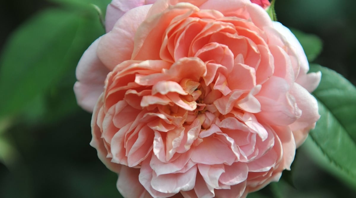 27 Stunning Pink Rose Varieties For Your Garden