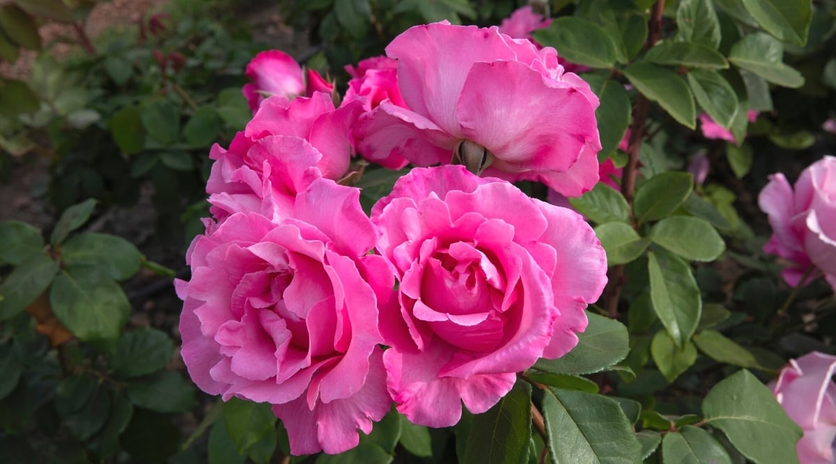 27 Stunning Pink Rose Varieties For Your Garden