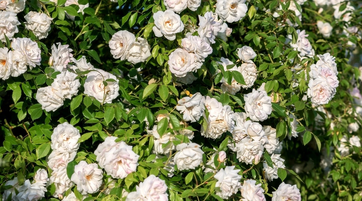 21 Beautiful White Rose Varieties to Grow This Season