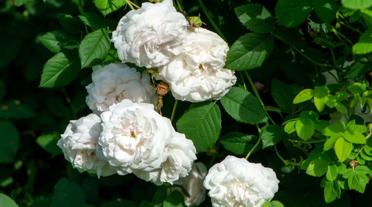 17 Different Varieties of Winter Hardy Roses For Cold Climates