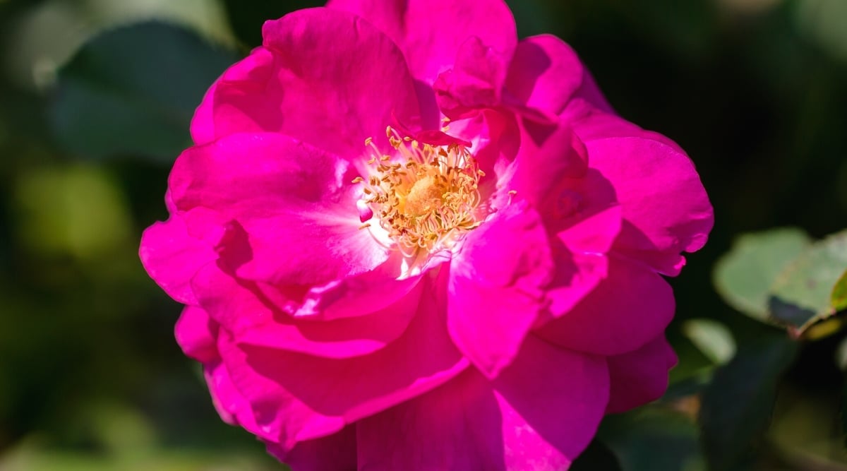 21 Roses That Will Flourish in Northern Climate Gardens