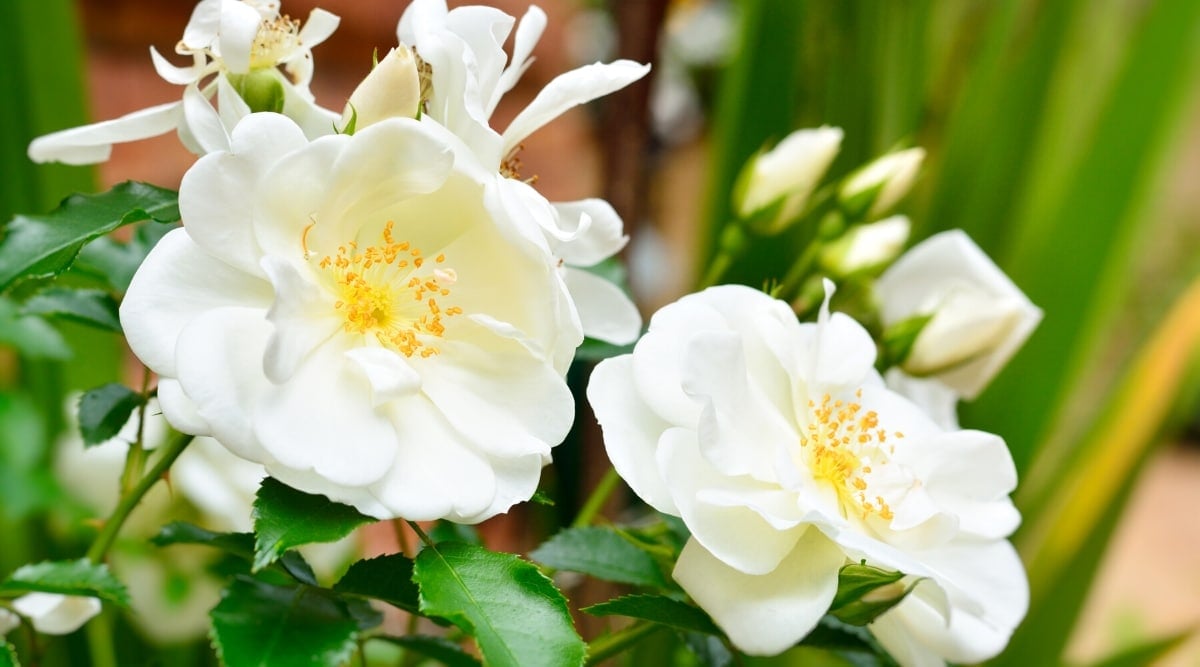 21 Beautiful White Rose Varieties to Grow This Season