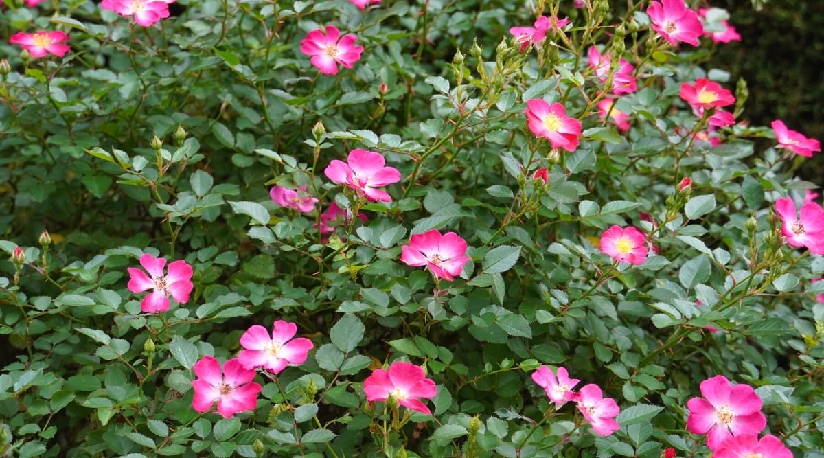 21 Roses Ideal for Creating a Hedge or Privacy Screen