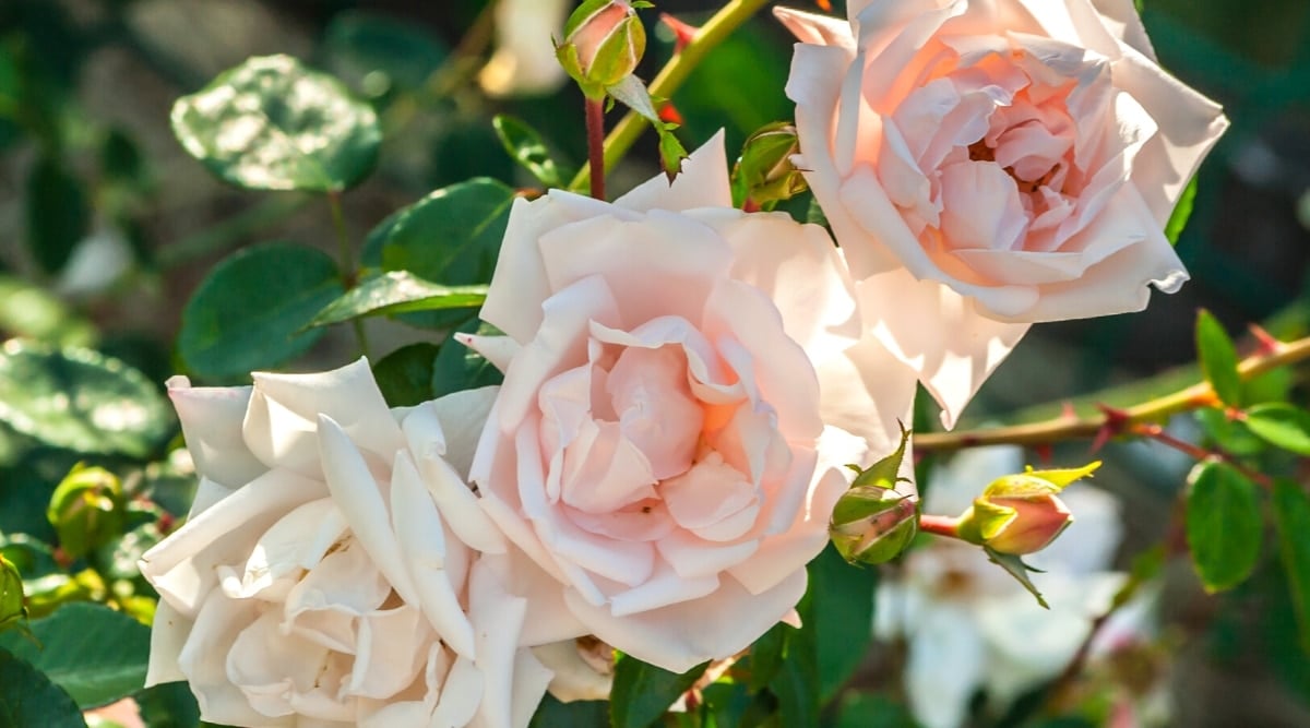 21 Neutral Colored Roses You Can Grow This Season