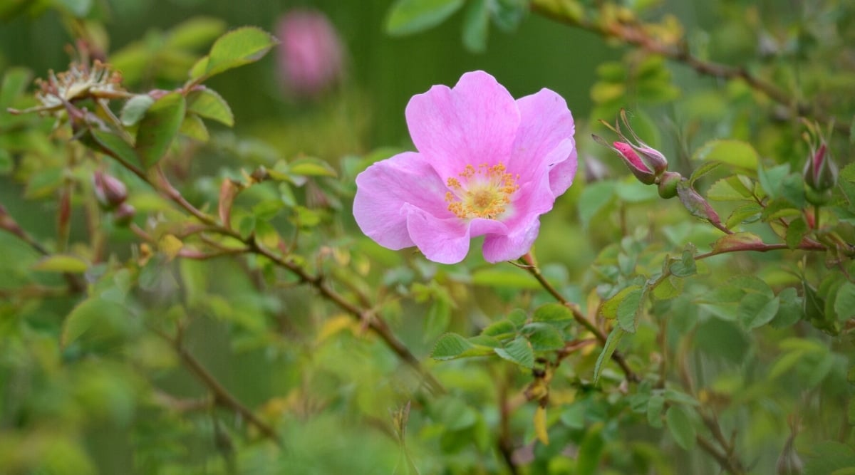 17 Different Varieties of Winter Hardy Roses For Cold Climates