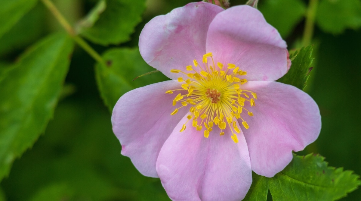 33 Beautiful Roses That Thrive in the Shade