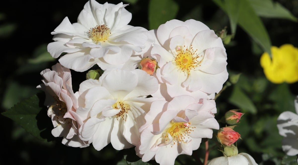 21 Neutral Colored Roses You Can Grow This Season