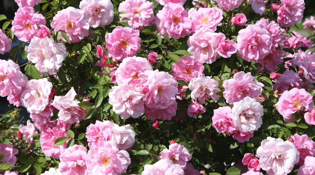 21 Roses Ideal for Creating a Hedge or Privacy Screen