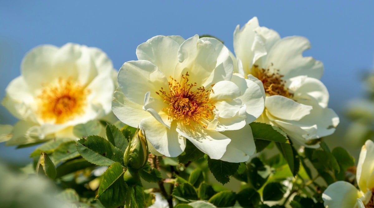 17 Different Varieties of Winter Hardy Roses For Cold Climates