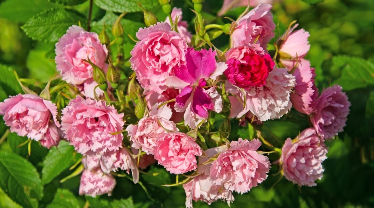 17 Unusual Roses For Unique Garden Appeal