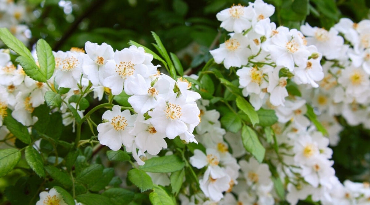 17 Different Varieties of Winter Hardy Roses For Cold Climates