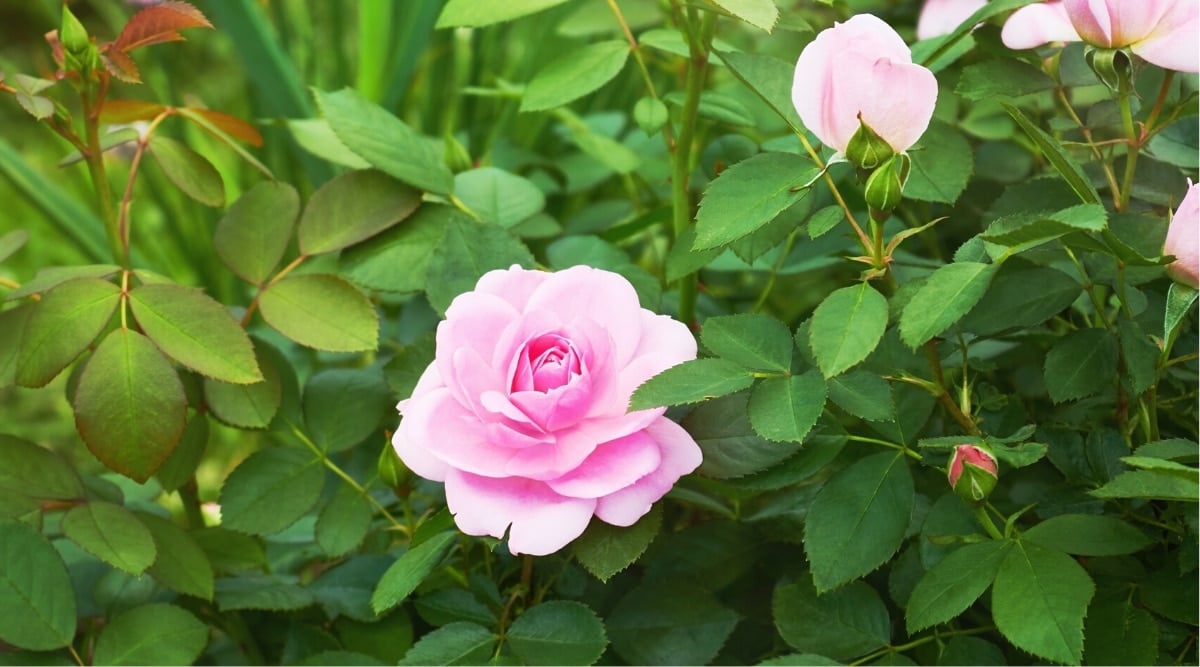 17 Different Varieties of Winter Hardy Roses For Cold Climates